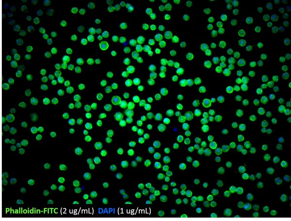 BLaER1 Human B-cell Precursor Leukemia Cell Line | SCC165